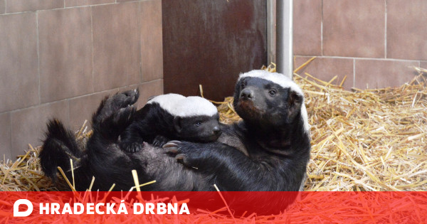 V safari parku se narodil medojed. Za poslední rok jde o jediné mládě ...
