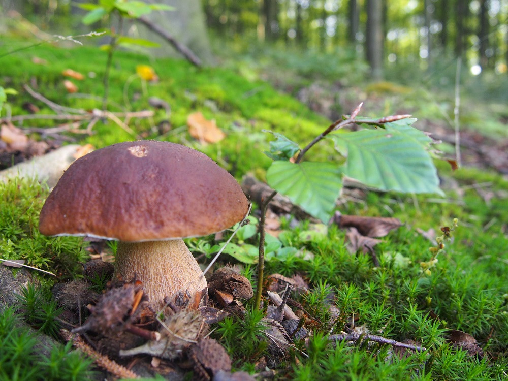 Houby rostou a ne jen babky. Houbaři mohou mít štěstí v Hradci Králové ...