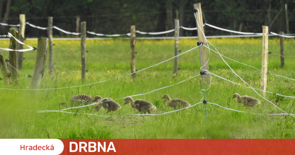 V ptačím parku Josefovské louky se poprvé vylíhla mláďata jeřábů popelavých