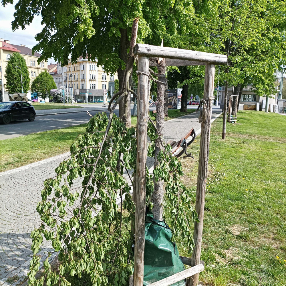 Vandalové poničili mladé a čerstvě zasazené stromy v centru Hradce ...