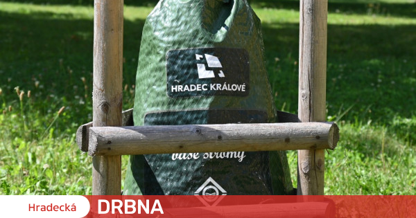 Hradecké stromy ve vedru zachraňují zavlažovací vaky