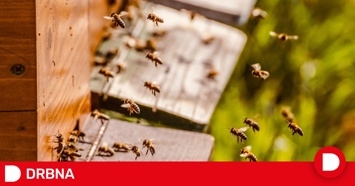 Včelí krádež na Českoskalicku, zmizely úly za desítky tisíc korun