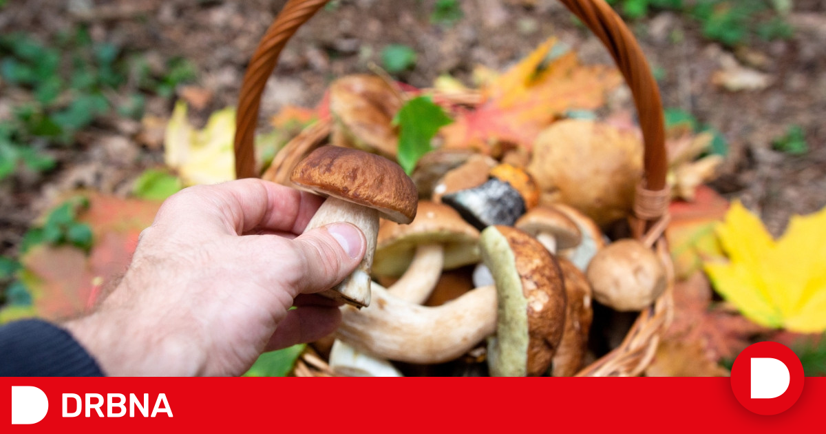 MAPA: Propršené dny pomohly, rostou. Kam v hradeckém kraji vyrazit na houby?