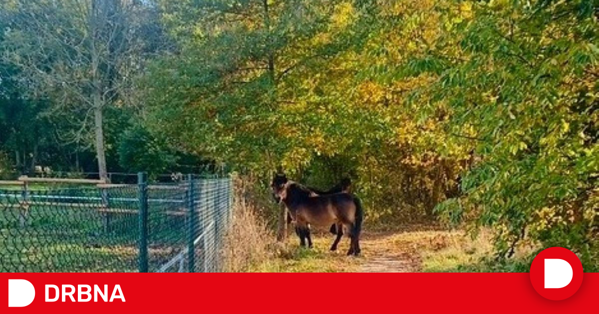 Pět divokých koní uteklo z ohrady na hradecké Plachtě