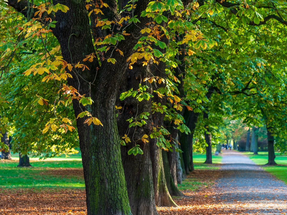 Hradecký kraj se hlásí o titul Alej roku 2025. Lidé mohou hlasovat pro čtyři nominované