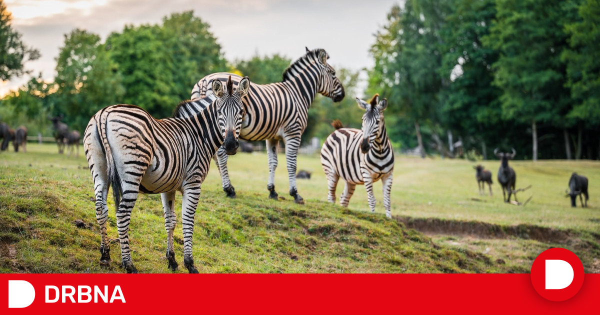 Za vysvědčení za osmdesát korun. Safari Park chystá akci pro děti